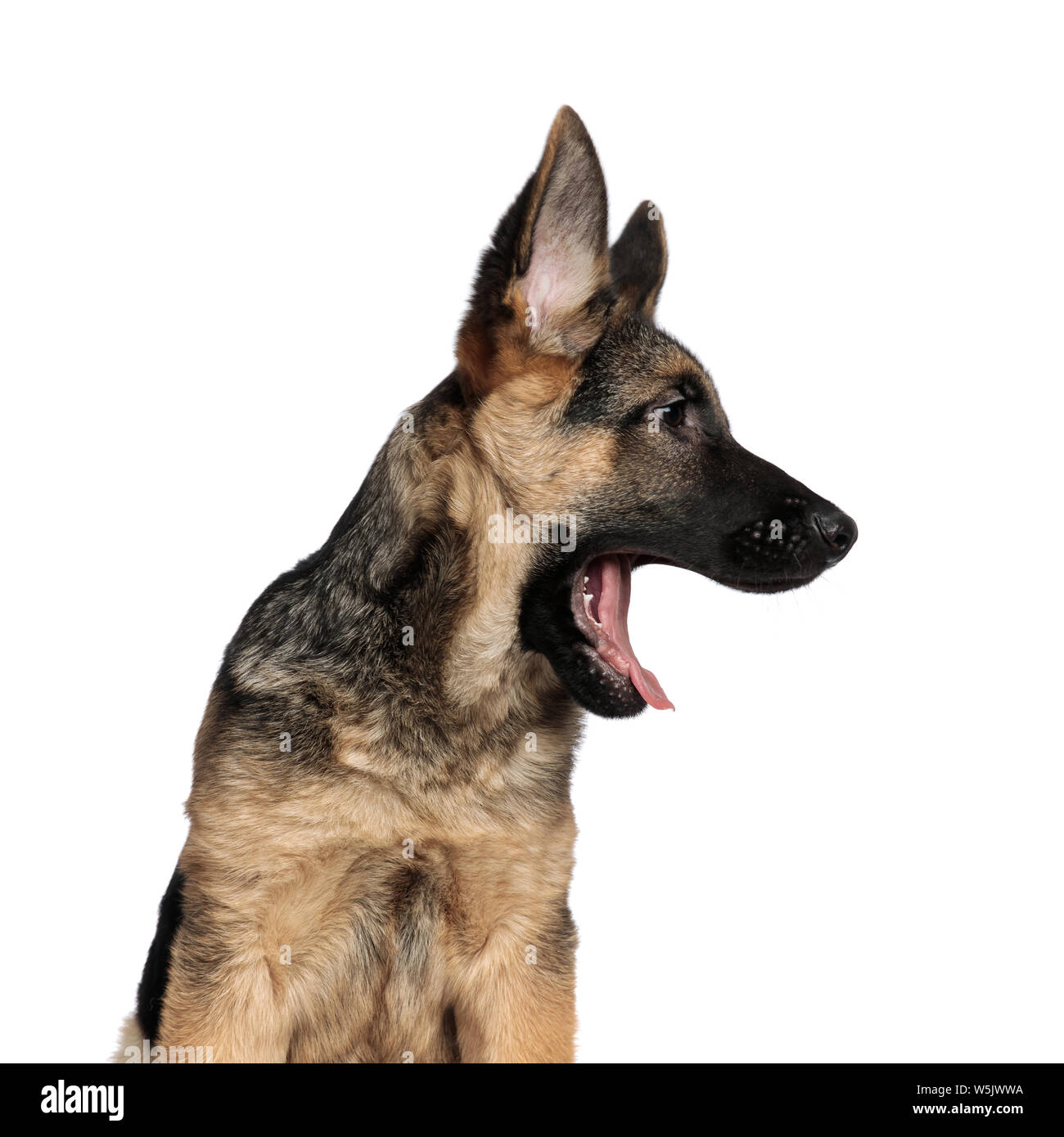 head of shocked german shepard looking to side while sitting on white ...