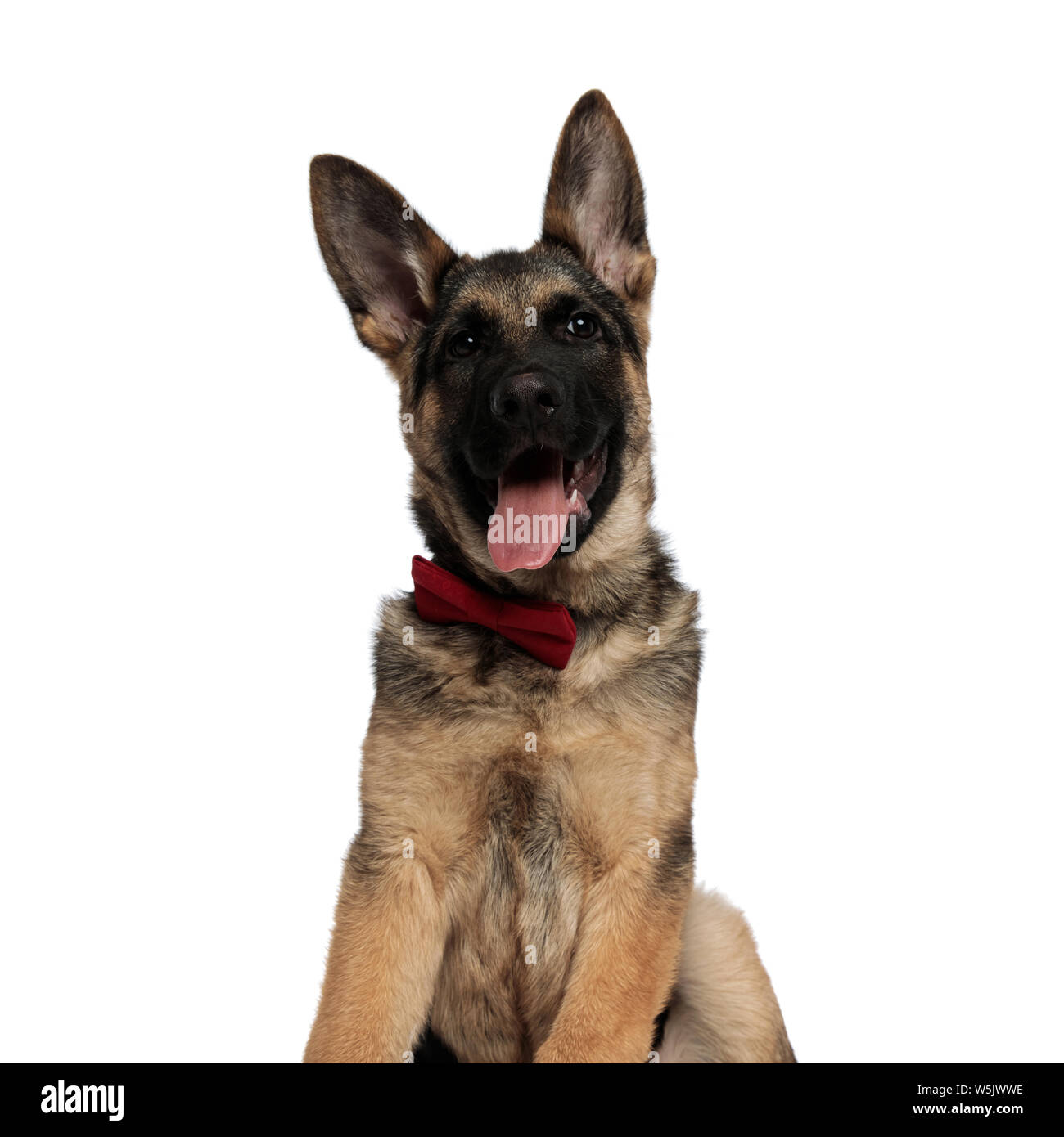 close up of excited german shepard wearing red bowtie sitting on white ...