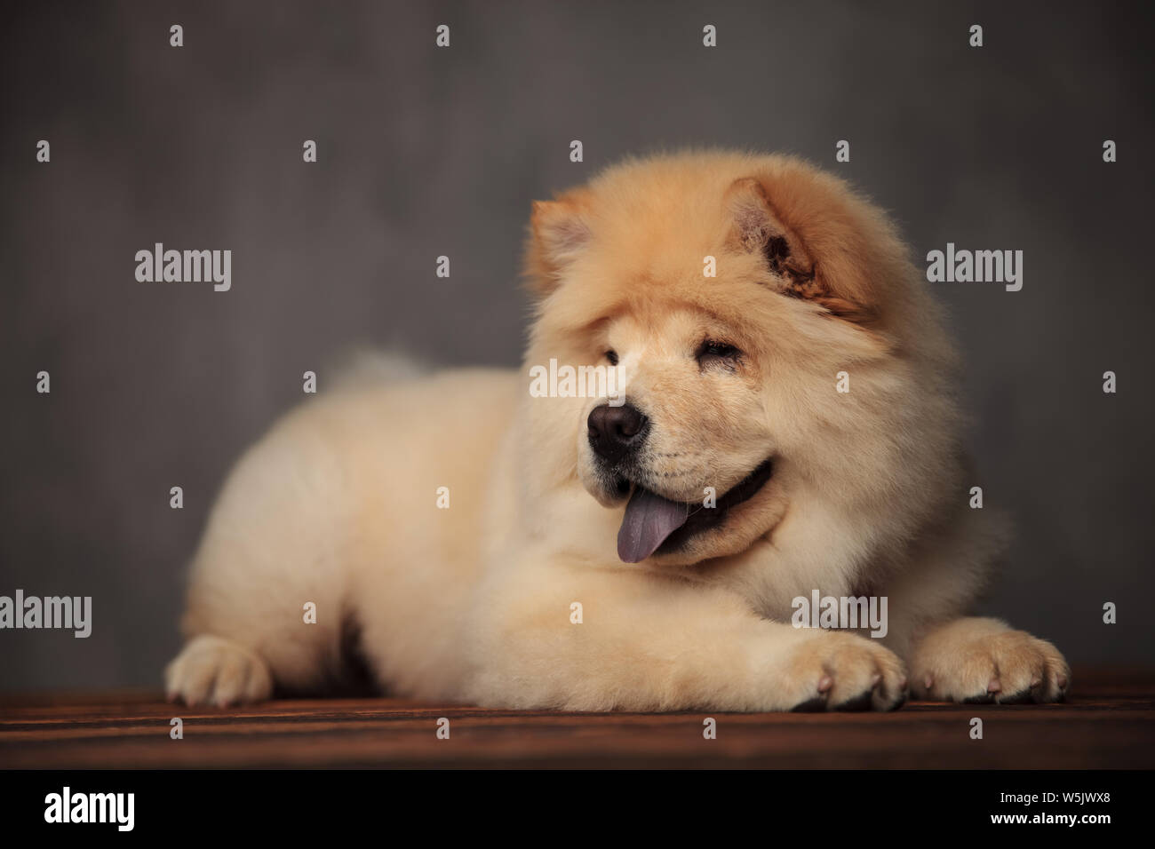 furry chow chow lying and panting on wooden table looks to side on grey wallpaper background ...