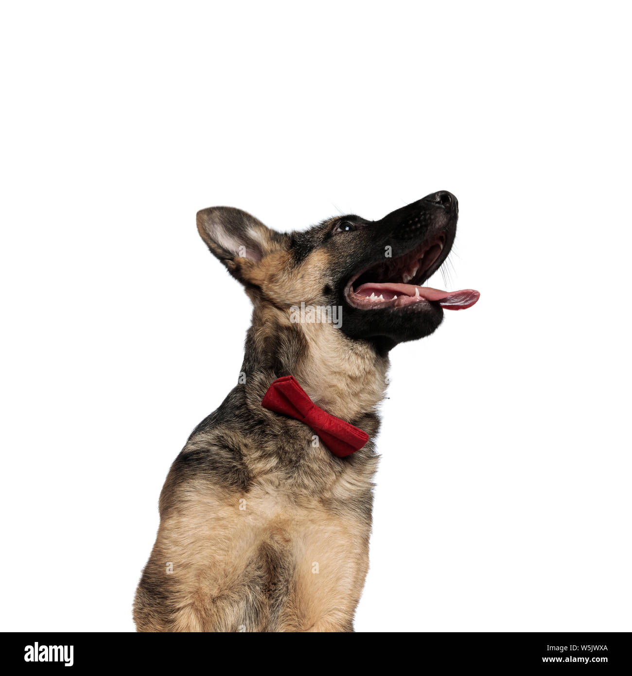 close up of stylish german shepard looking up to side while standing on ...
