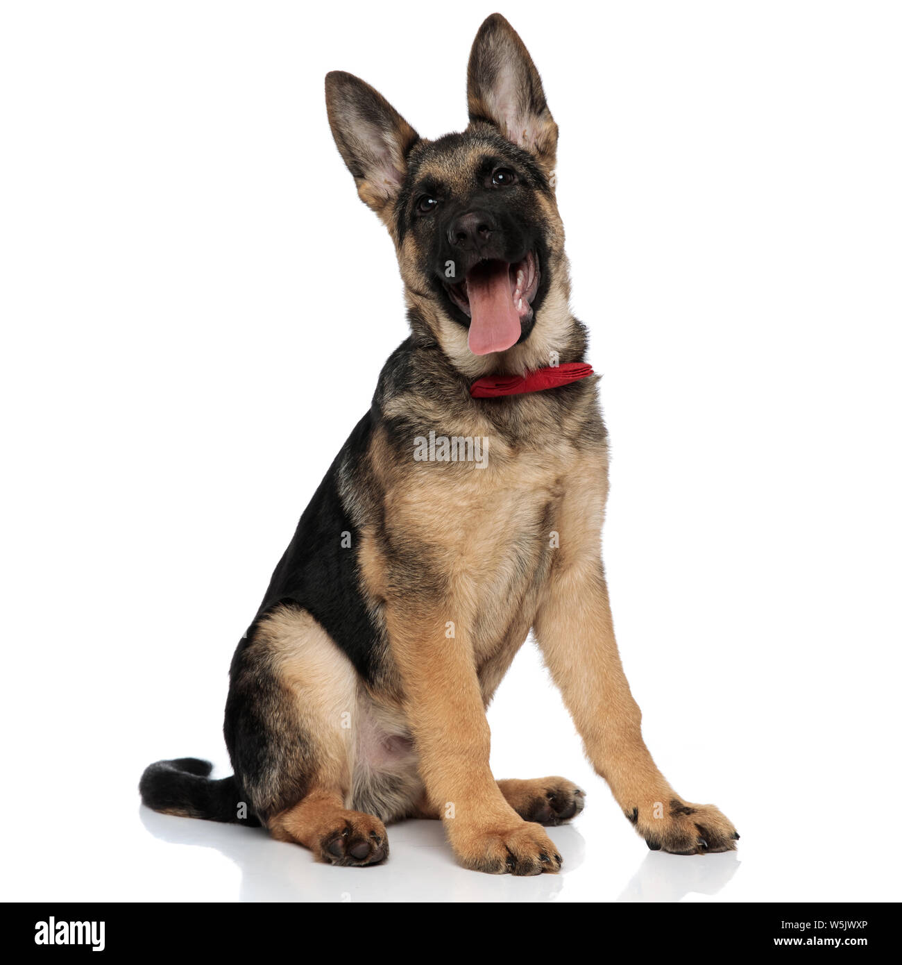 excited german shepard wearing red bowtie looks up while sitting on ...