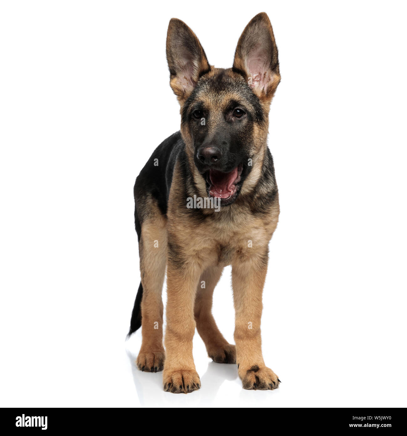 shocked german shepard looks to side while standing on white background ...