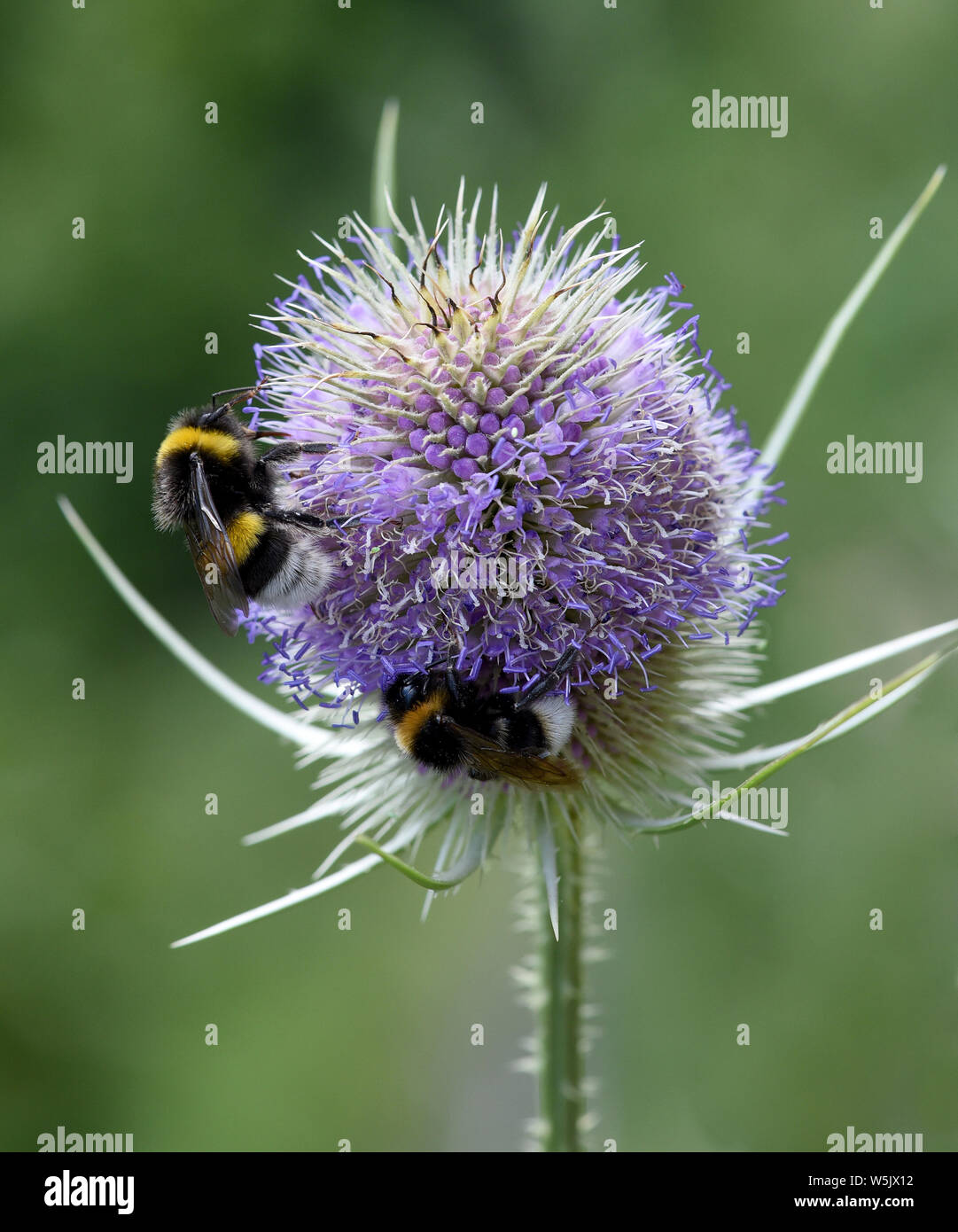 Weber karde hi-res stock photography and images - Alamy