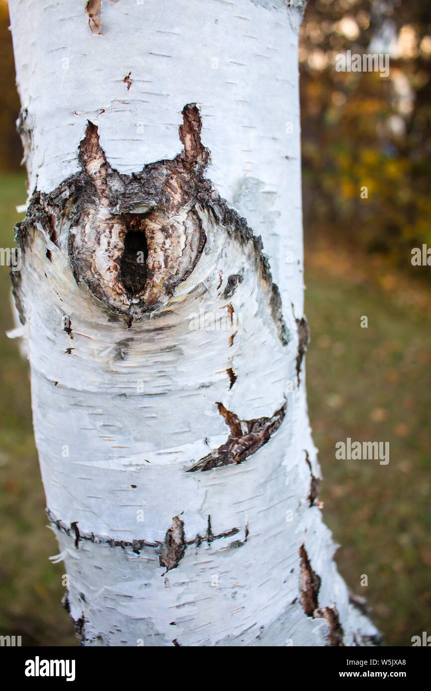 Birch tree bark silver texture hi-res stock photography and images - Alamy