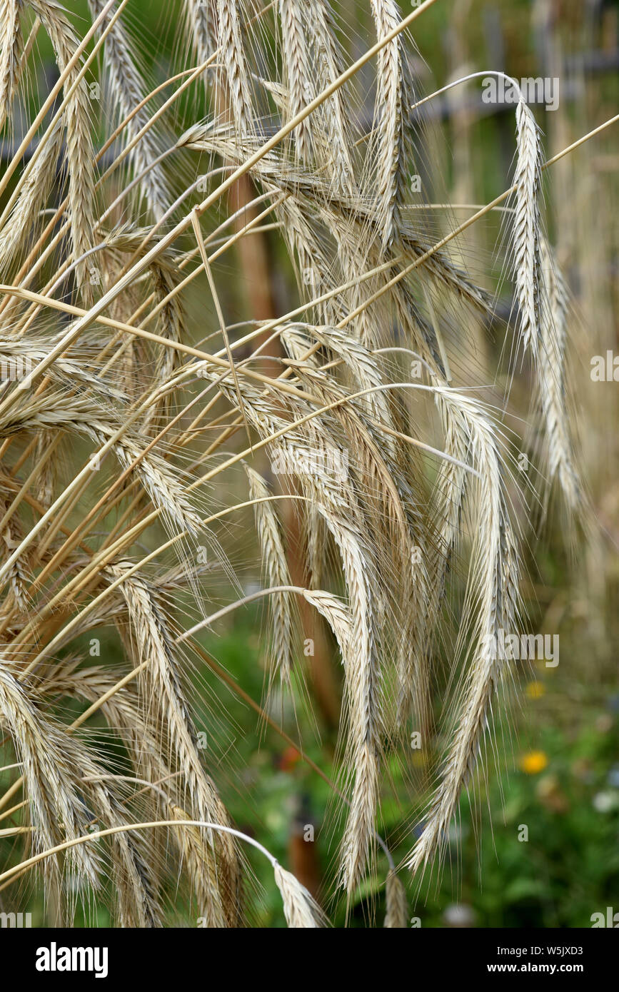 Triticum secale hi-res stock photography and images - Alamy