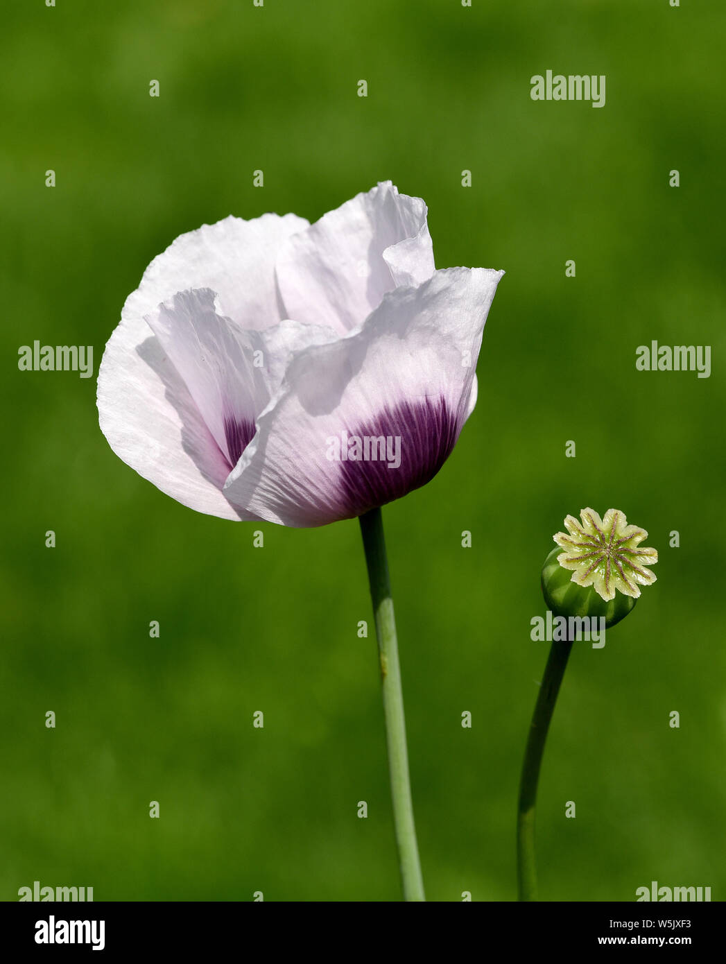 Schlafmohn, Papaver, somniferum Stock Photo - Alamy