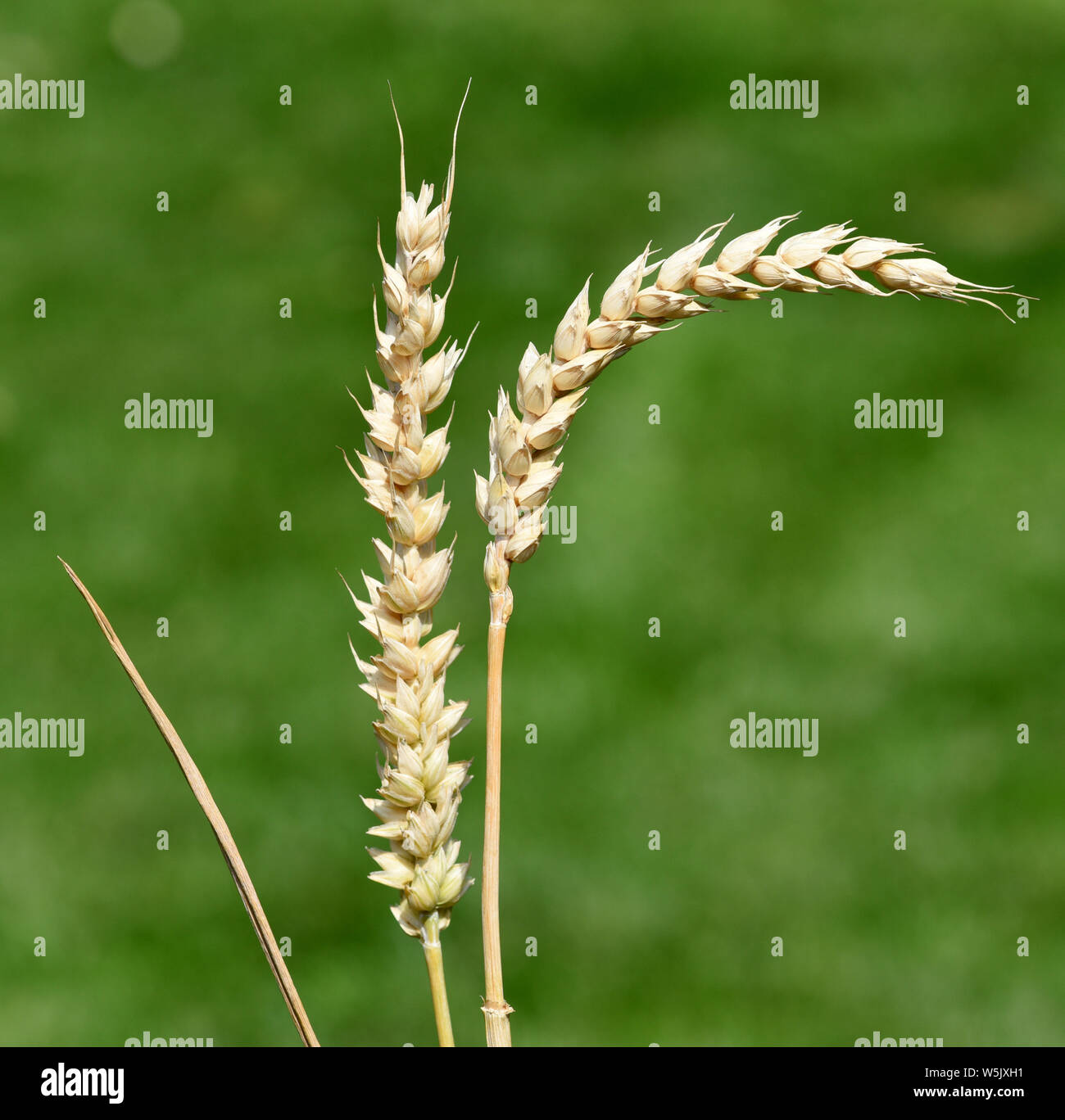 Weizenaehren hi-res stock photography and images - Alamy
