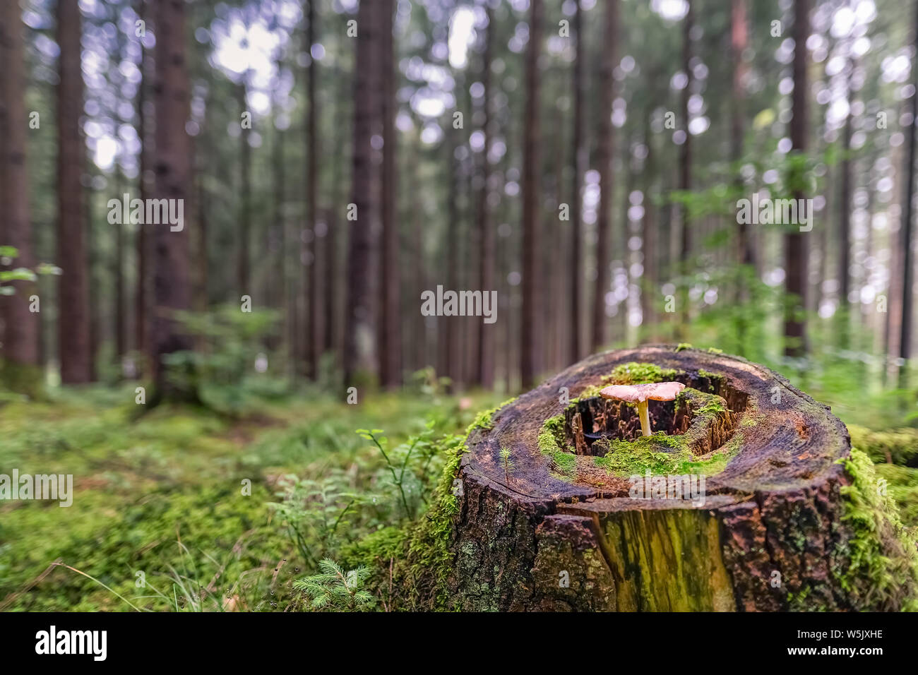 A single mushroom grows in a trunk tree Stock Photo - Alamy