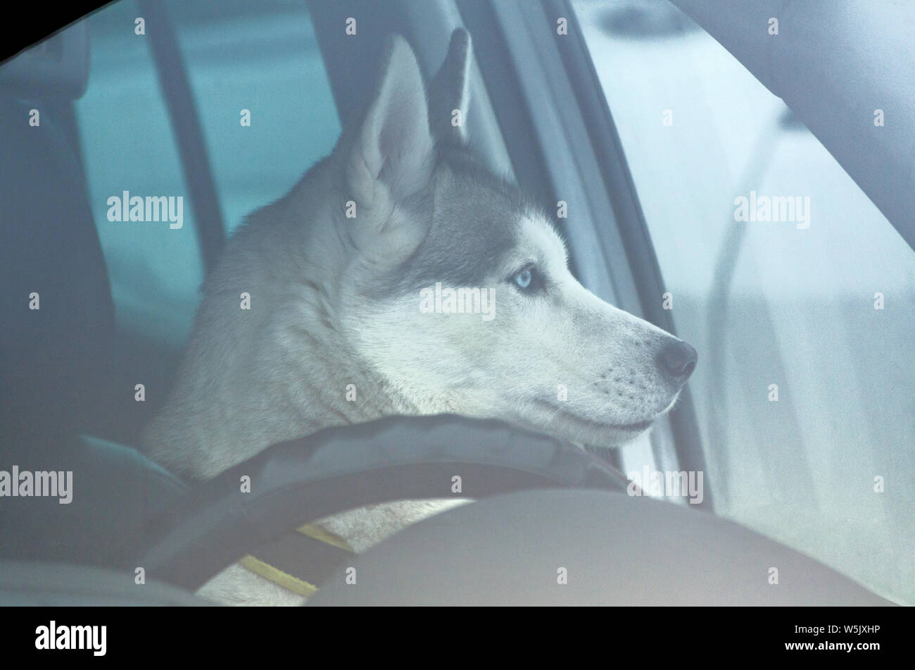 One Siberian Husky dog is driving a car. Funny close up Husky breed ...