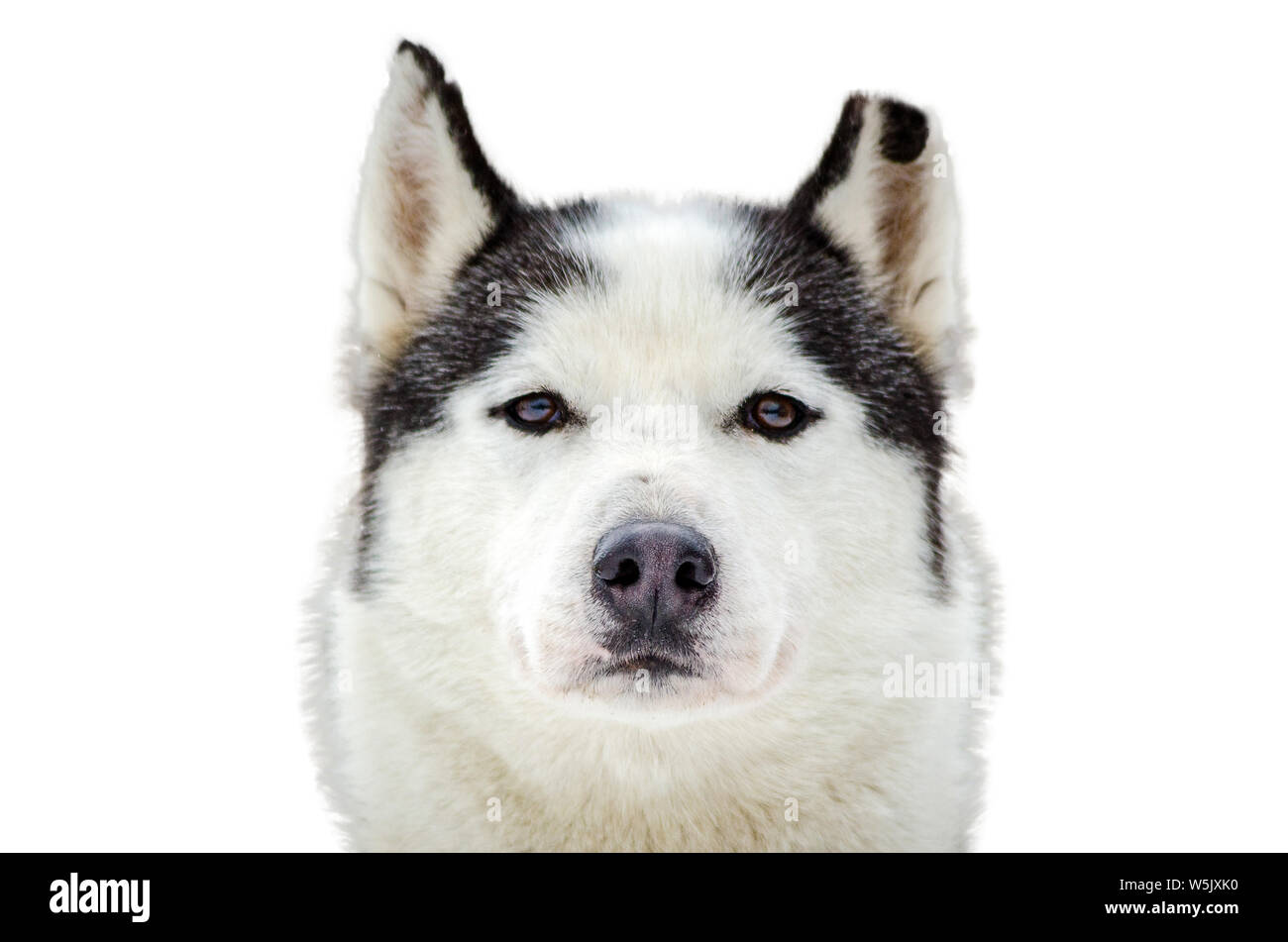 One Siberian Husky dog portrait with chewed ear. Close up Husky breed ...