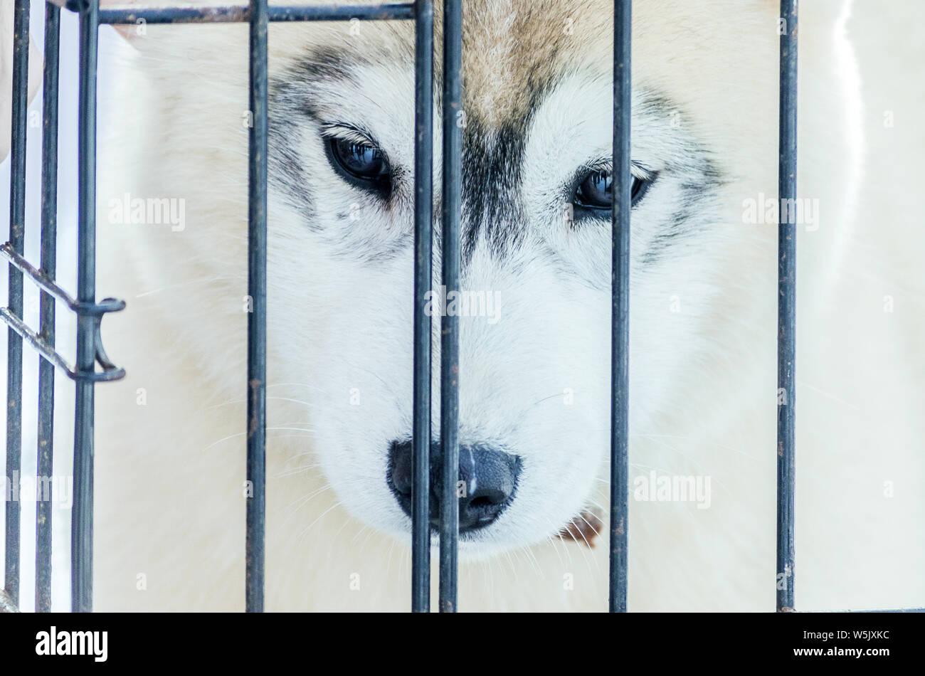 Siberian Husky puppy dog in cage behind bars. Close up Husky breed ...