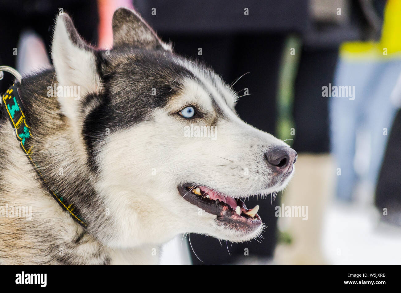 One Siberian Husky dog with blue eyes. Close up Husky breed portrait ...