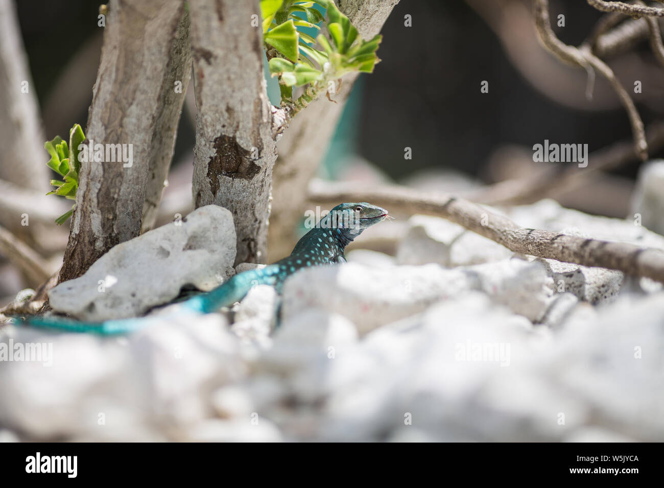 Tierwelt aruba hi-res stock photography and images - Alamy