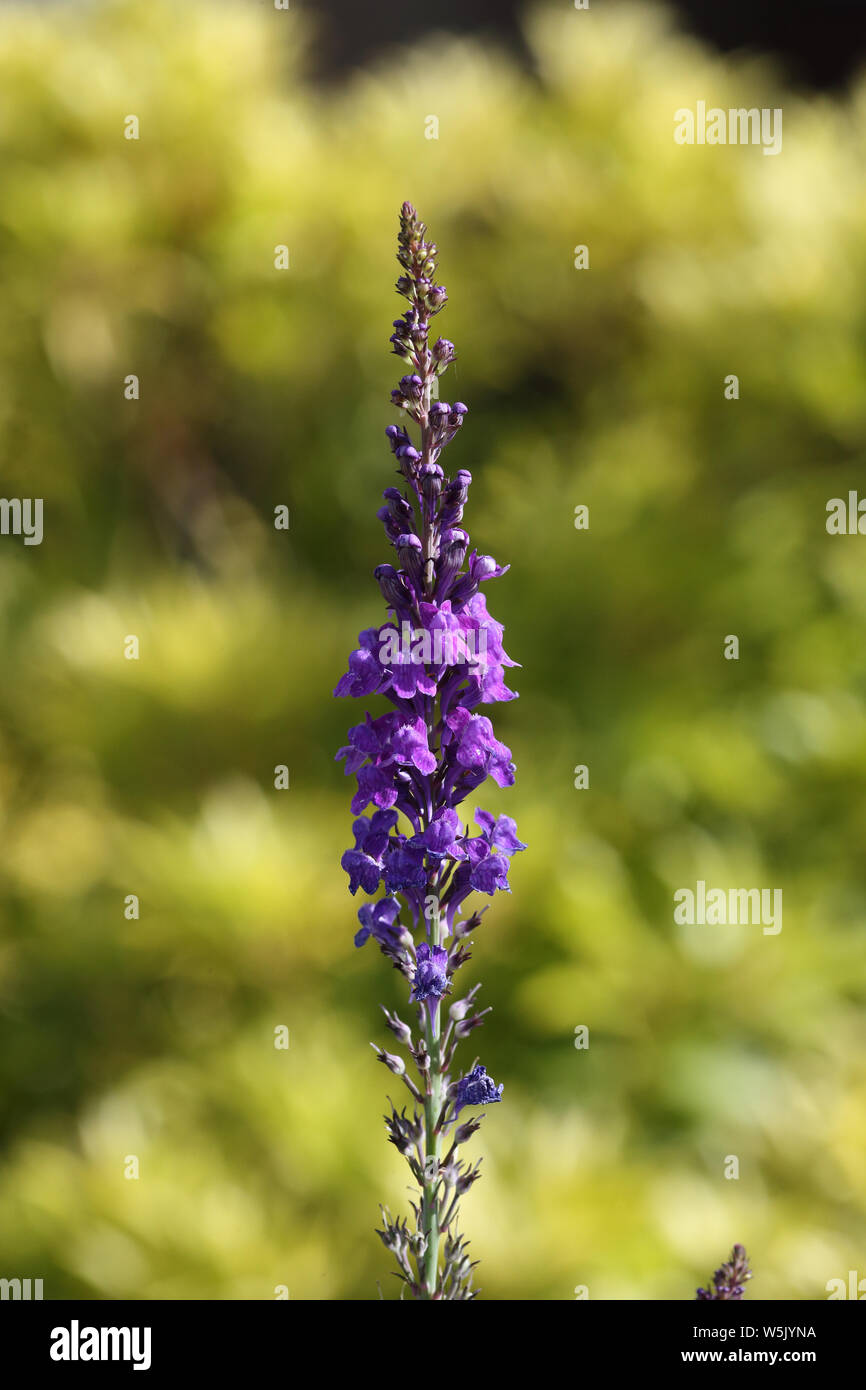 Purple flower spike hi-res stock photography and images - Alamy