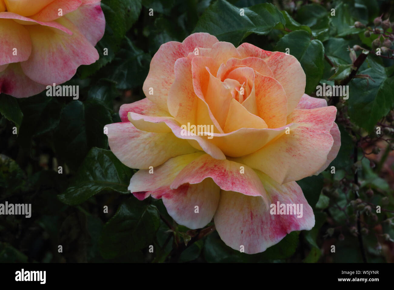 Open rose flower hi-res stock photography and images - Alamy