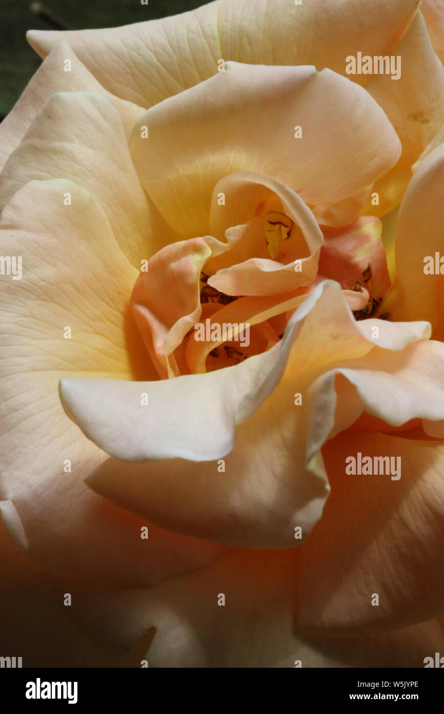 Open yellow rose hi-res stock photography and images - Alamy