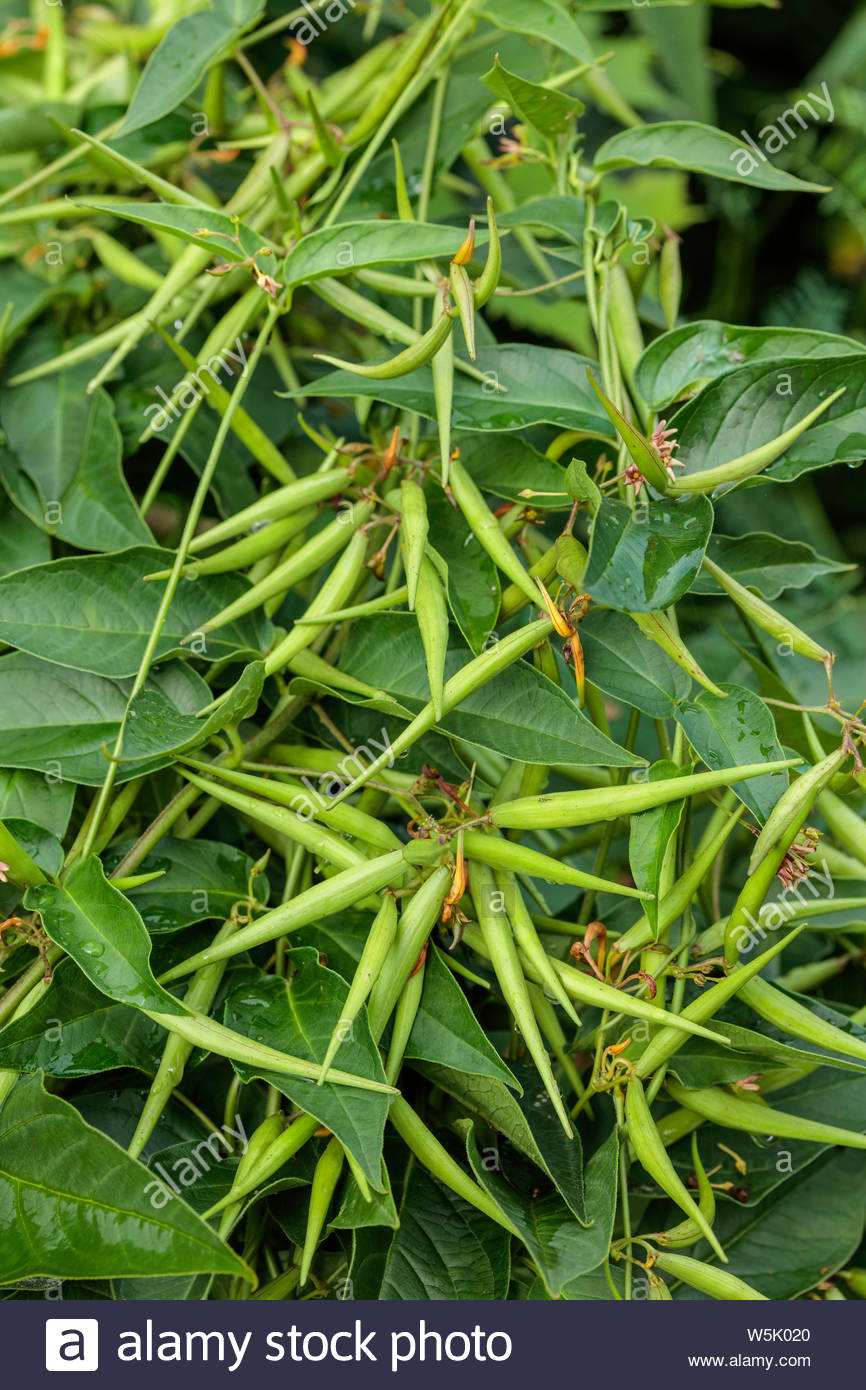 Strangling Plant High Resolution Stock Photography and Images - Alamy