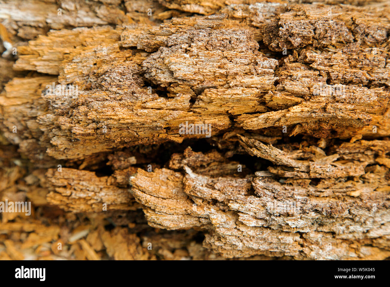 A dead tree shot close up in landscape for use as a cover or texture ...
