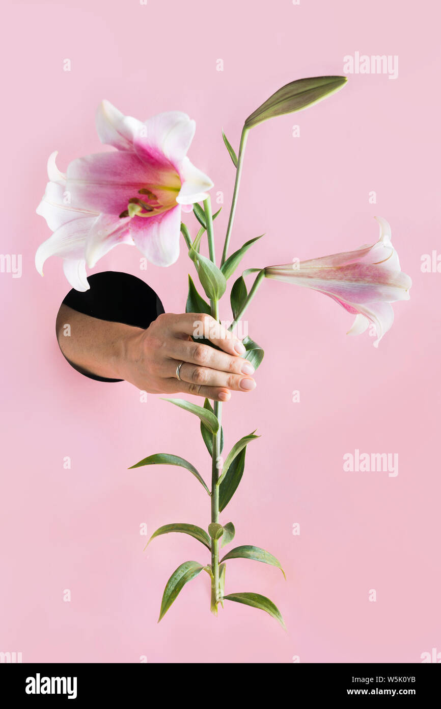 Female hand holding pink lily in paper hole. Close up. Isolated Stock ...