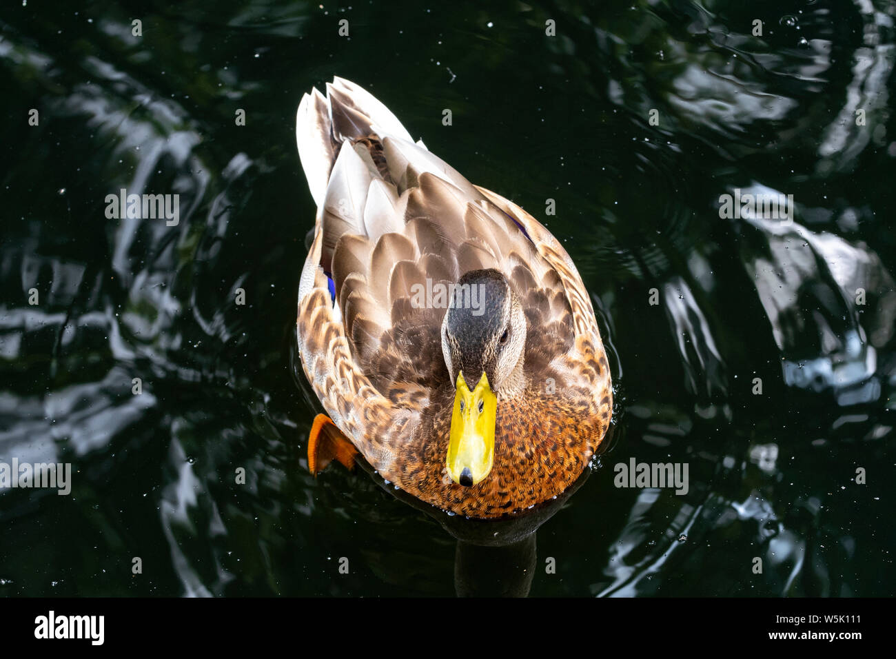 Mallard duck from the side hi-res stock photography and images - Alamy
