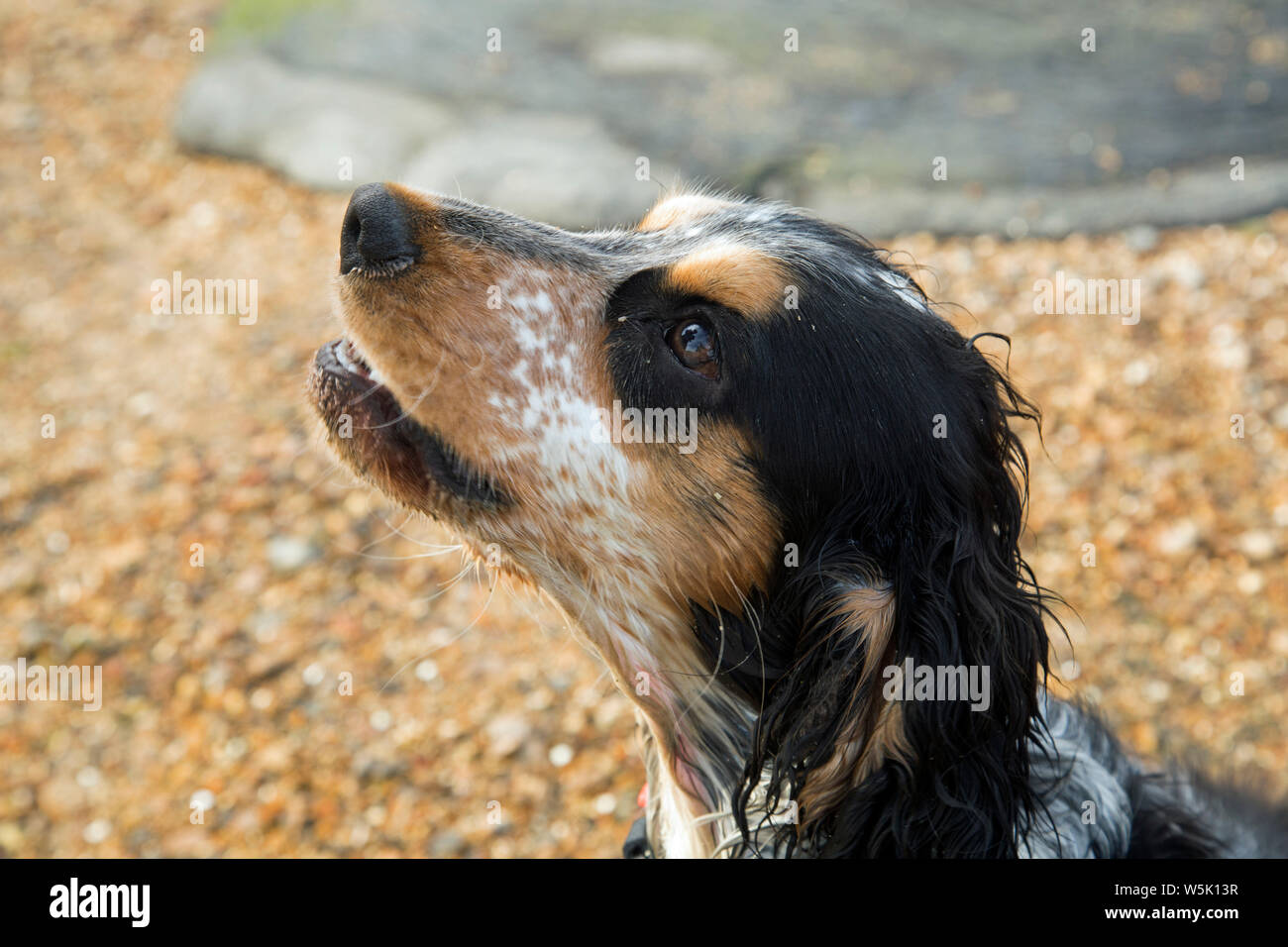 Bertie, my beautiful tricolour cocker spaniel Stock Photo - Alamy