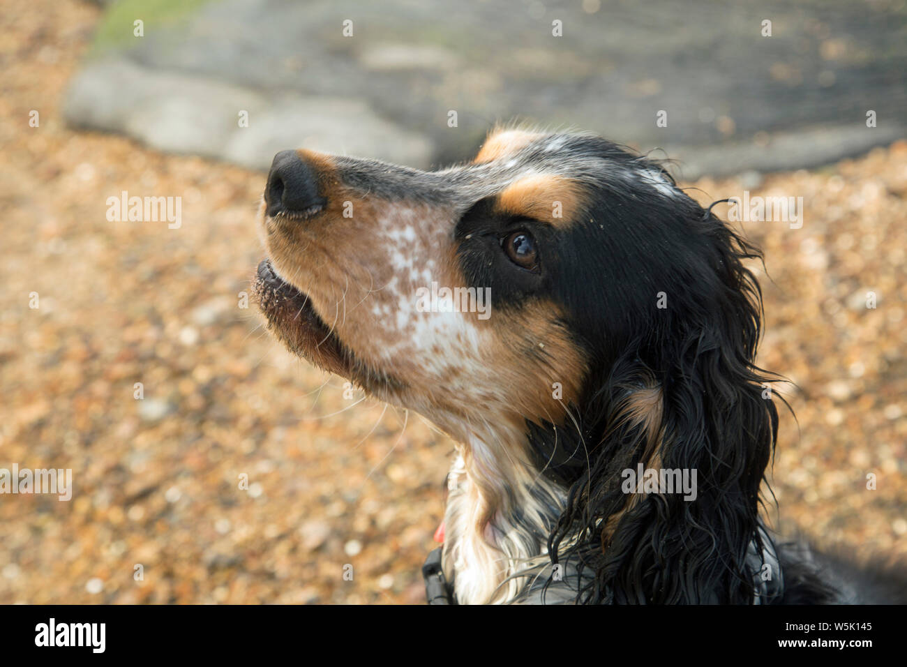 Bertie, my beautiful tricolour cocker spaniel Stock Photo - Alamy