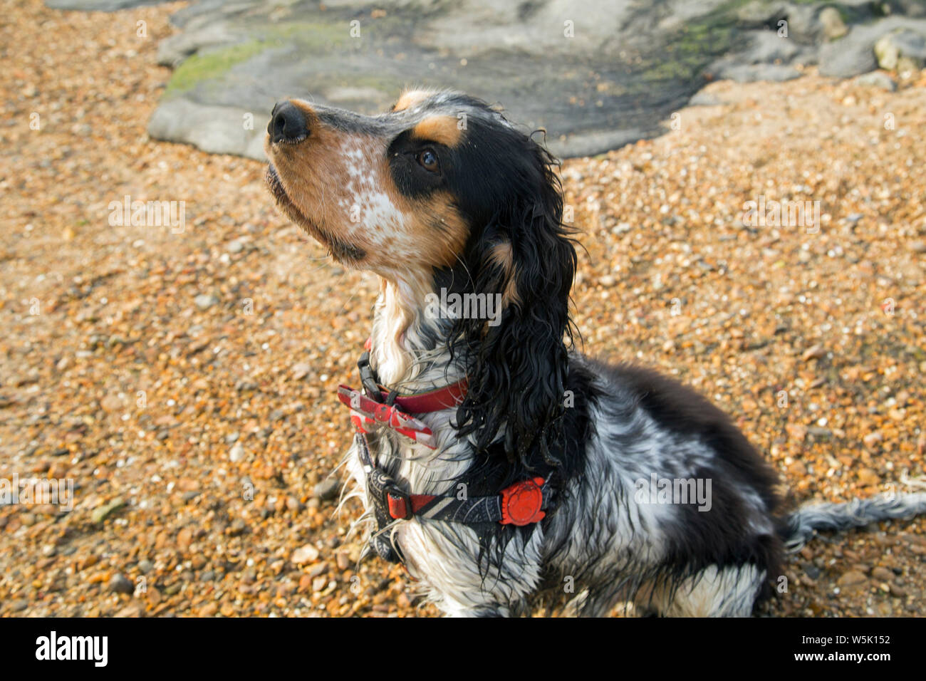 Bertie, my beautiful tricolour cocker spaniel Stock Photo - Alamy