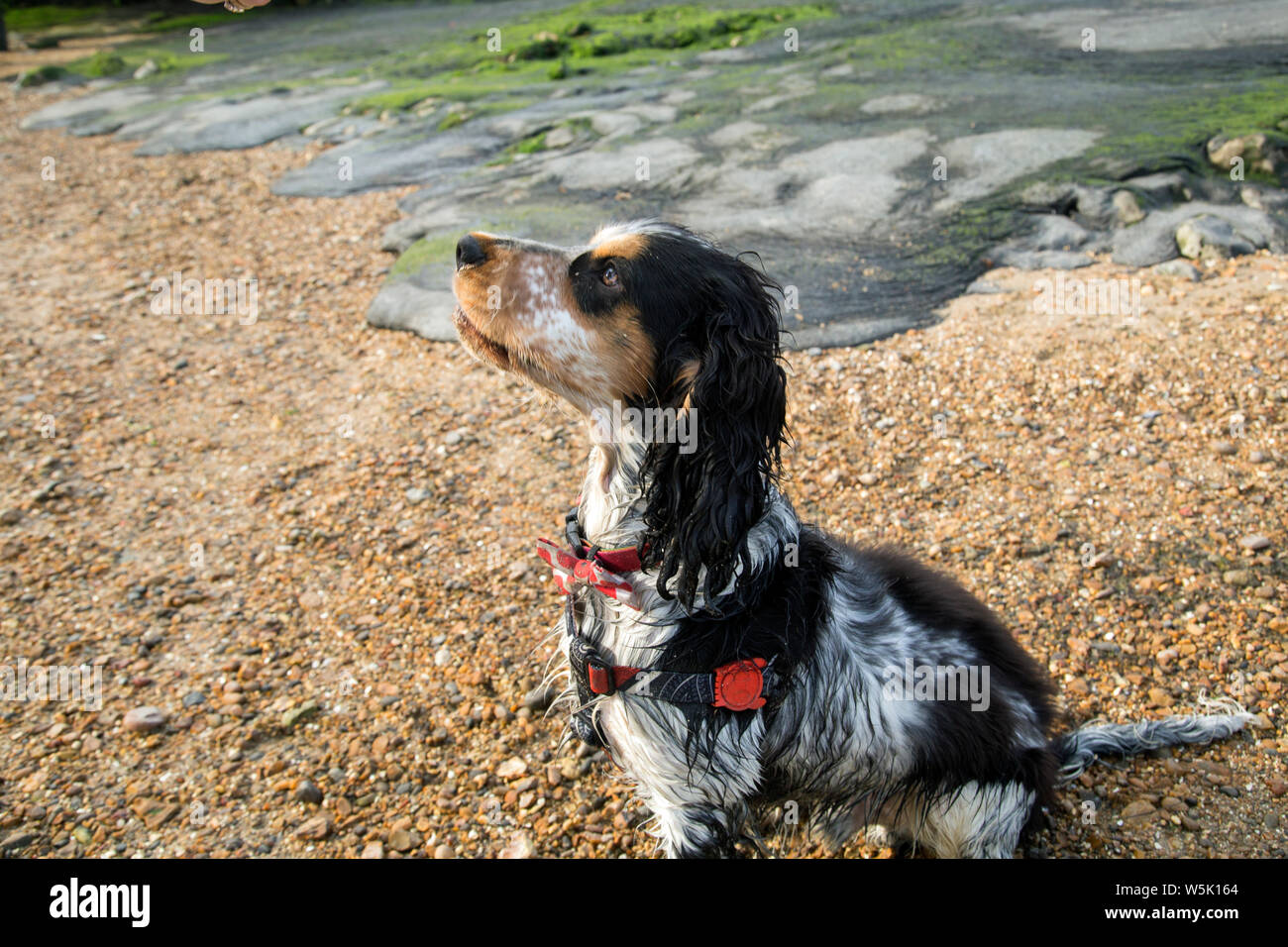 Bertie, my beautiful tricolour cocker spaniel Stock Photo - Alamy