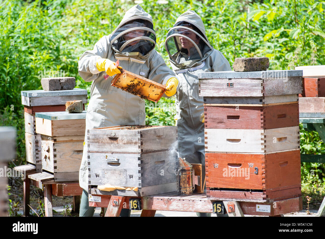 Bee hive hi-res stock photography and images - Alamy