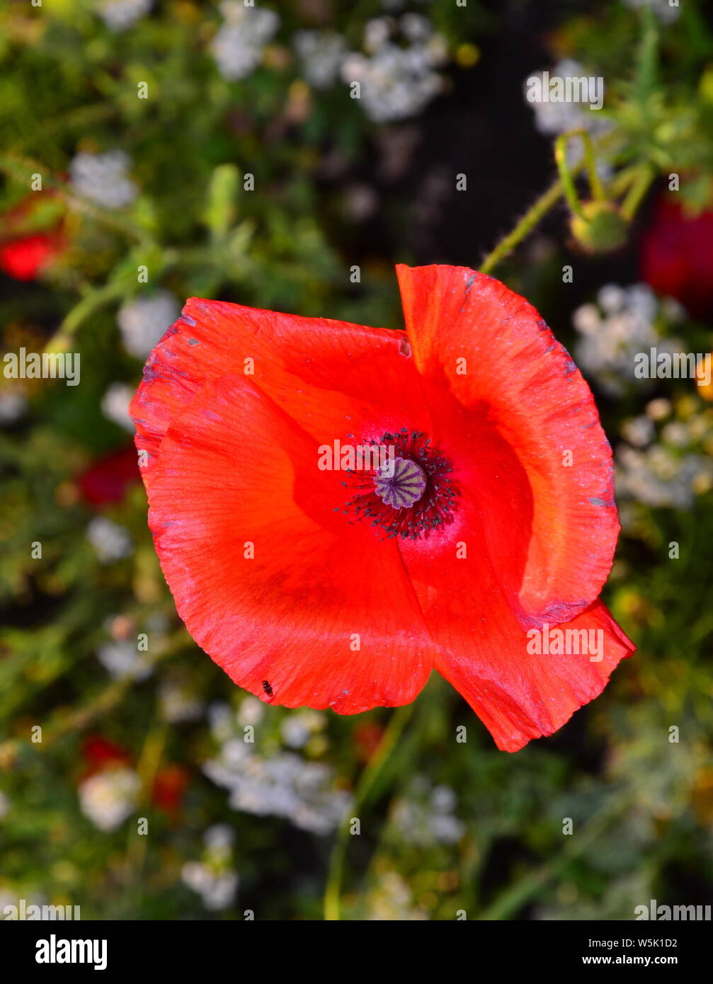 An overhead close up view of a wild red common poppy, Latin name ...