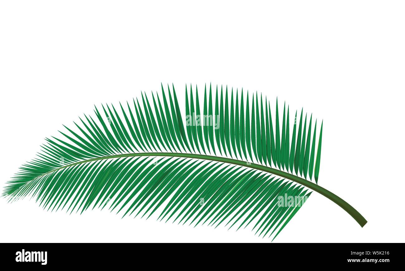 Vector illustration of palm tree leaf Stock Vector Image & Art - Alamy