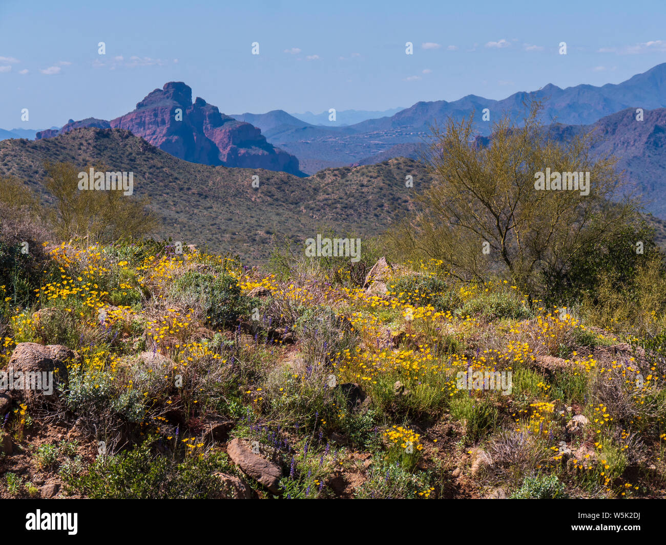 Mexican gold poppies, California poppies (Eschscholzia californica ...
