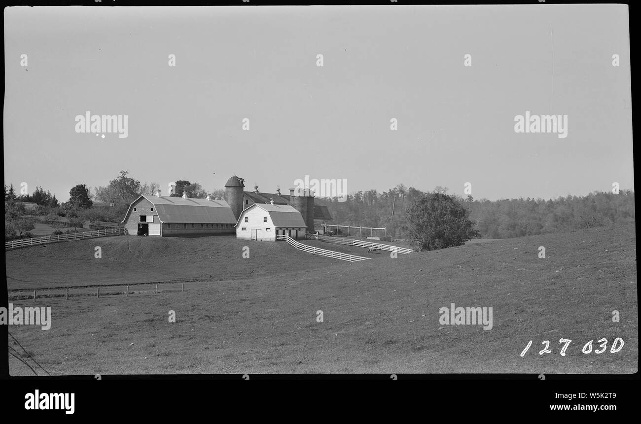 Bacon Dairy Farm Stock Photo - Alamy