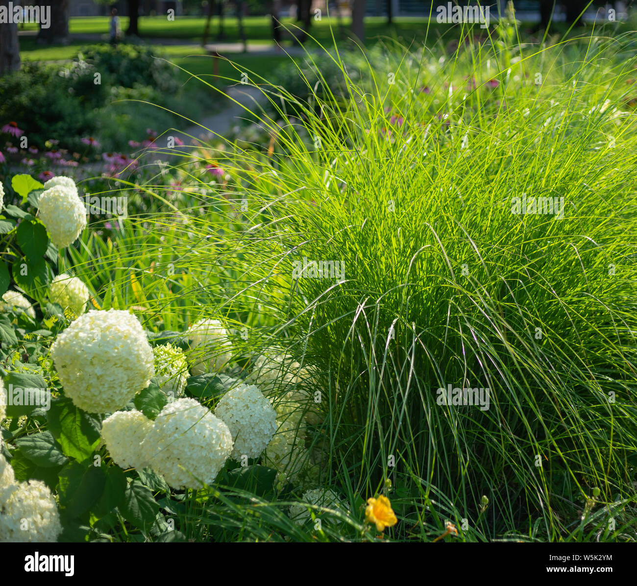 Cool snowball bushes hi-res stock photography and images - Alamy
