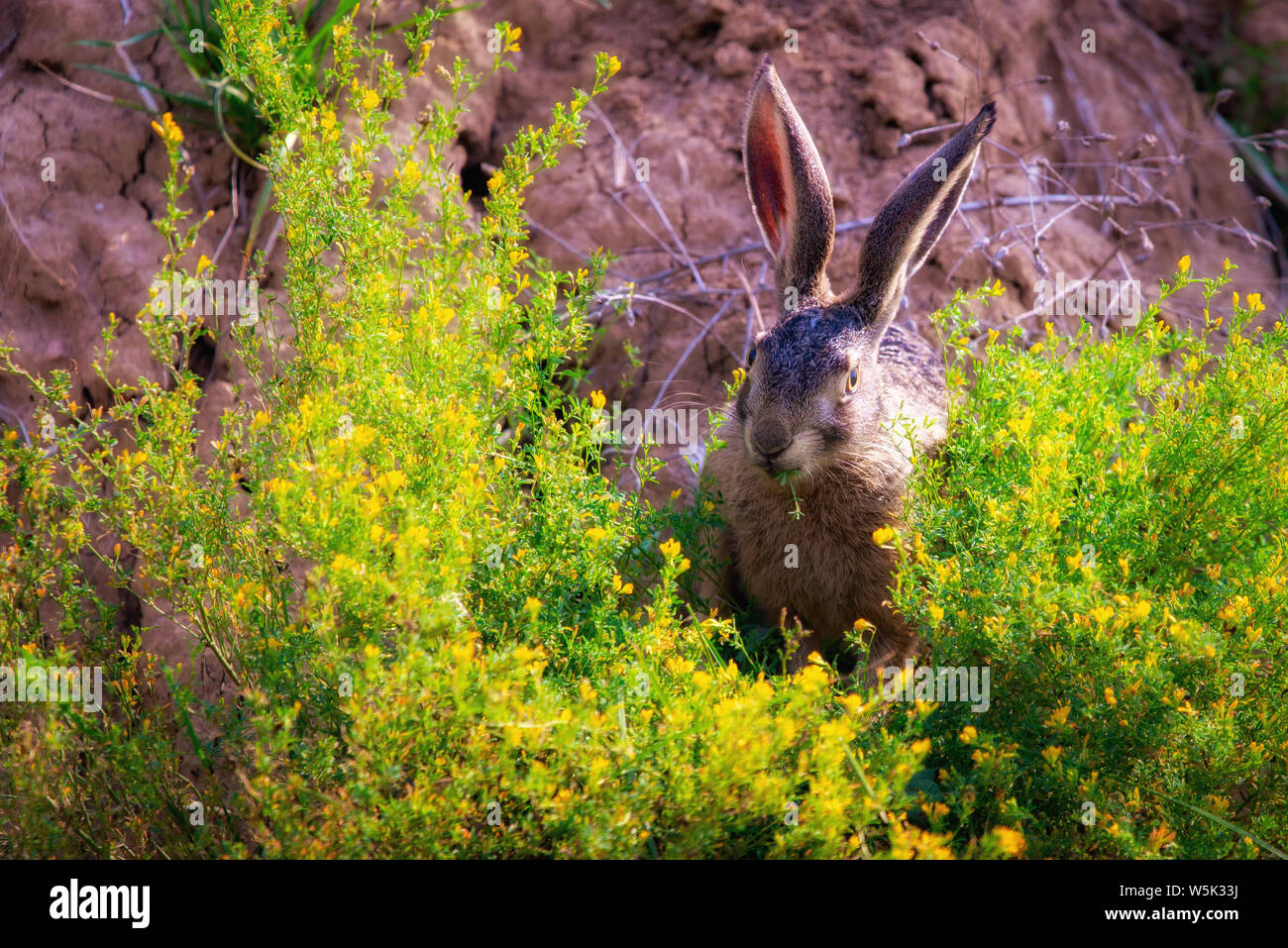 Wild brown hare with big ears sitting in a grass Stock Photo - Alamy