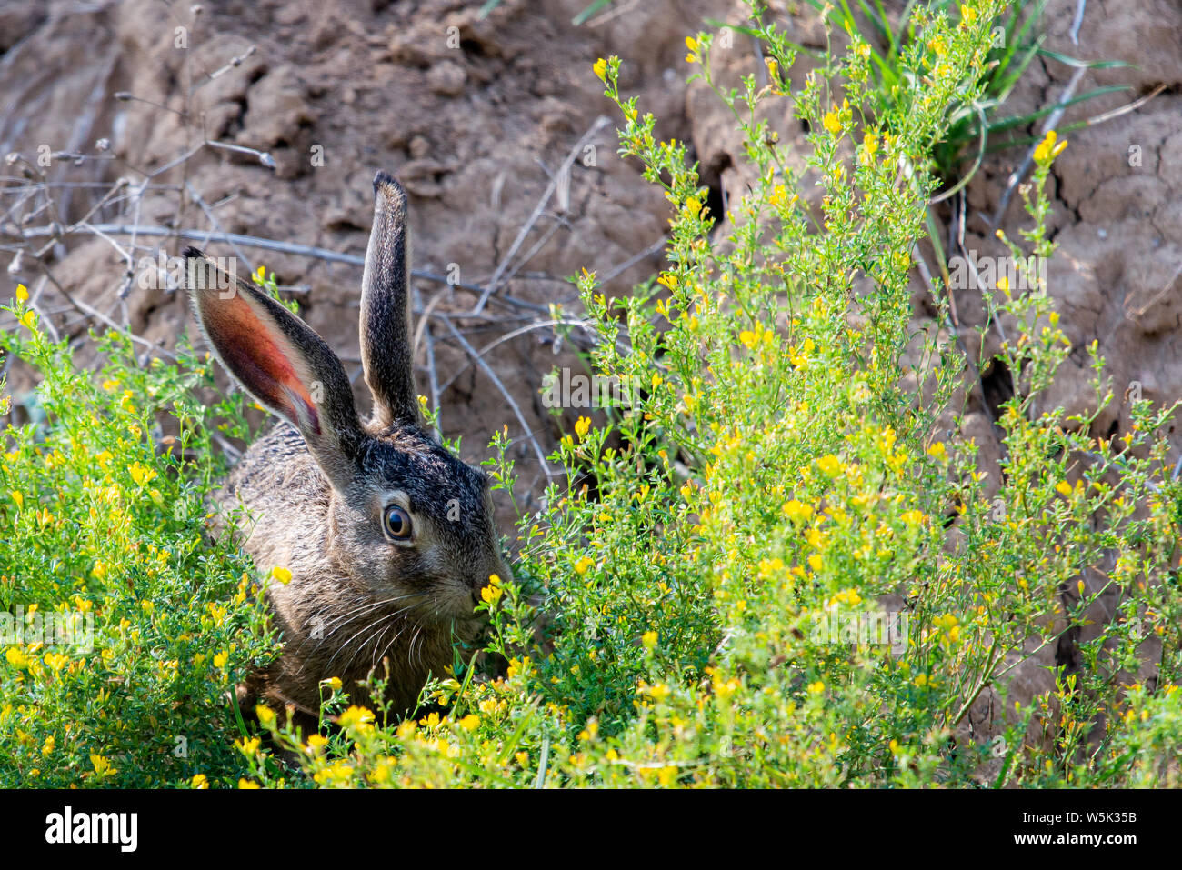 Wild brown hare with big ears sitting in a grass Stock Photo - Alamy