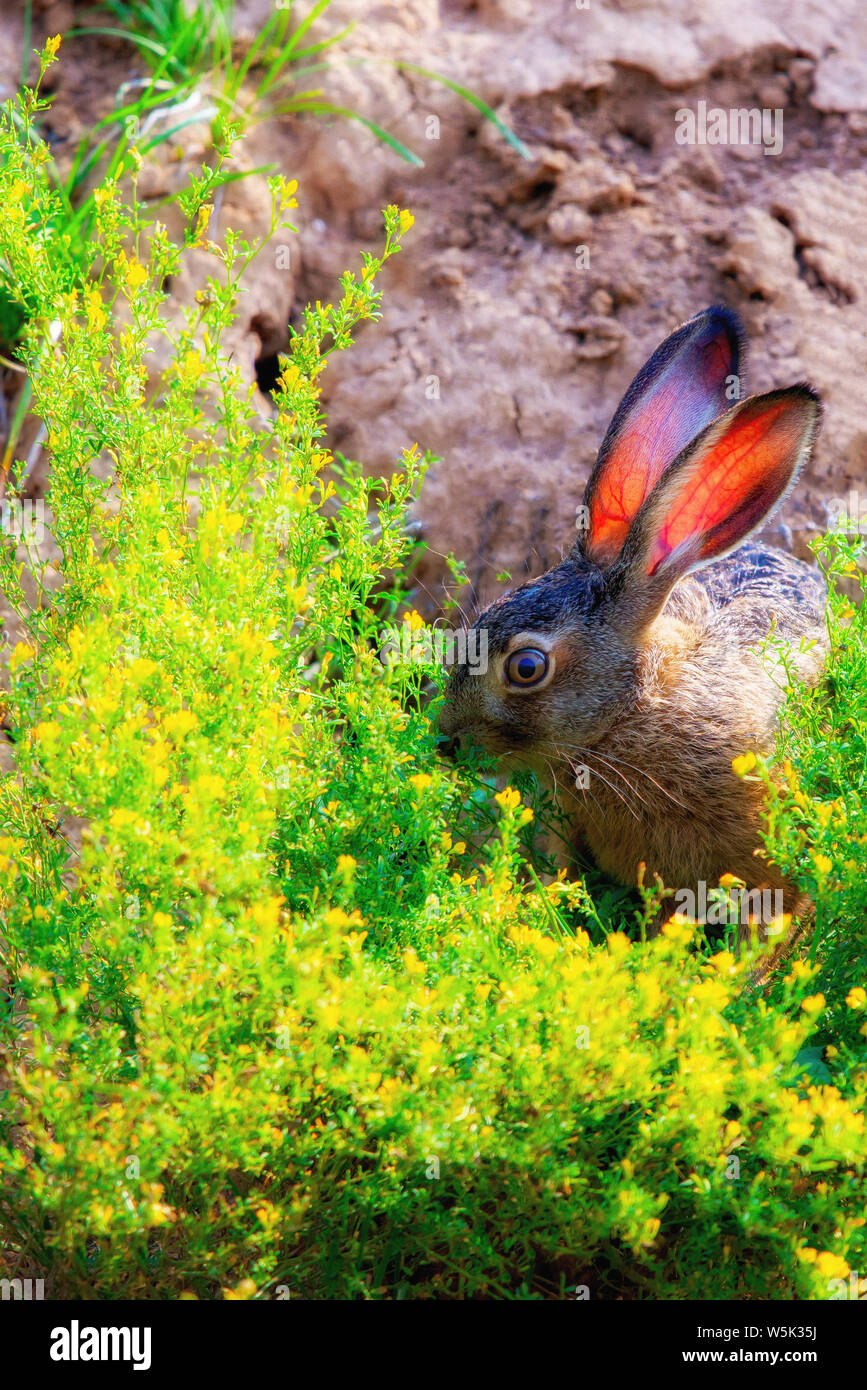 Wild brown hare with big ears sitting in a grass Stock Photo - Alamy