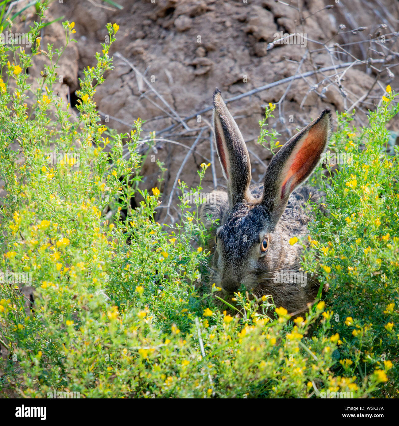 Wild brown hare with big ears sitting in a grass Stock Photo - Alamy