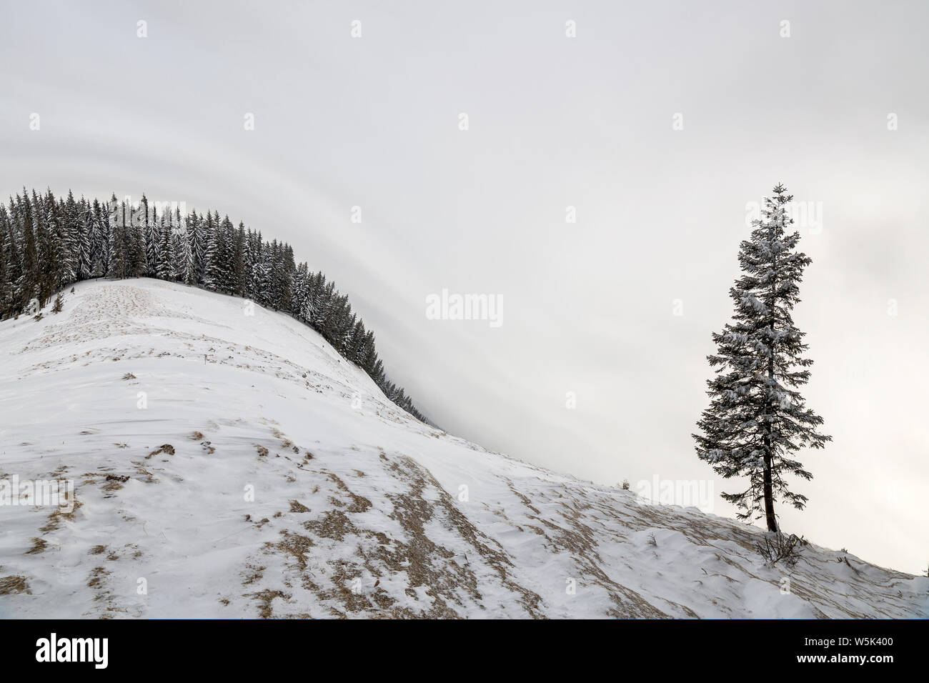 Winter landscape. Tall pine tree alone on mountain slope on cold sunny ...