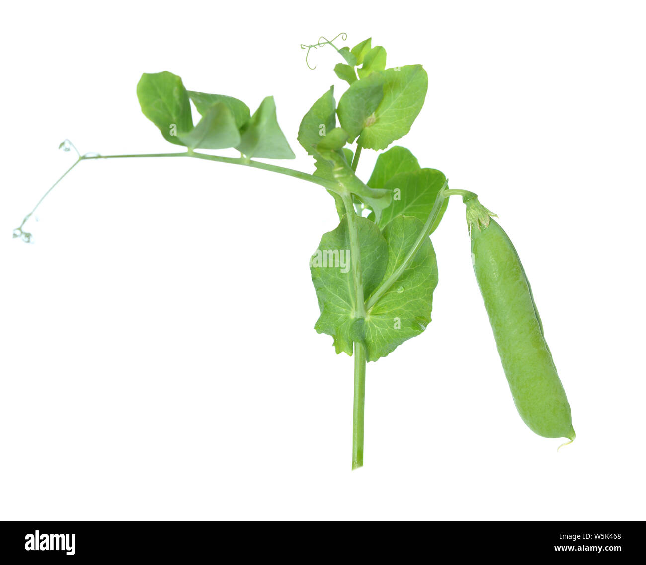 Sugar pea pod on tree (Pisum sativum) isolated on white Stock Photo - Alamy