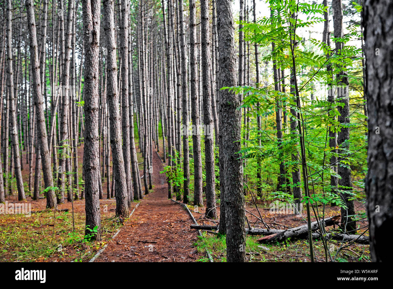 Forest in Quebec Stock Photo - Alamy