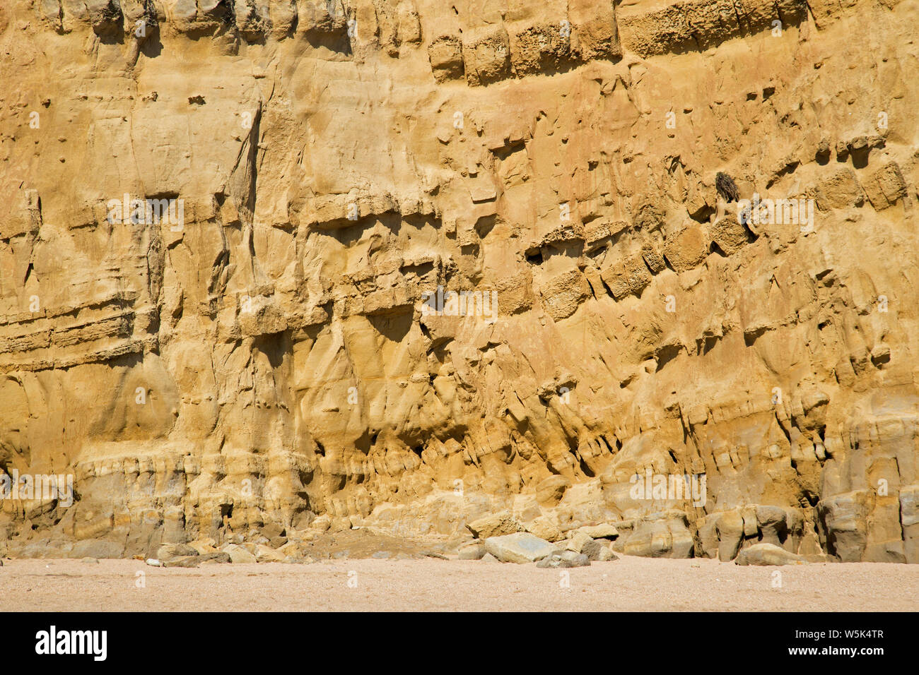 Golden Cliffs at Burton Bradstock, Dorset, England Stock Photo - Alamy