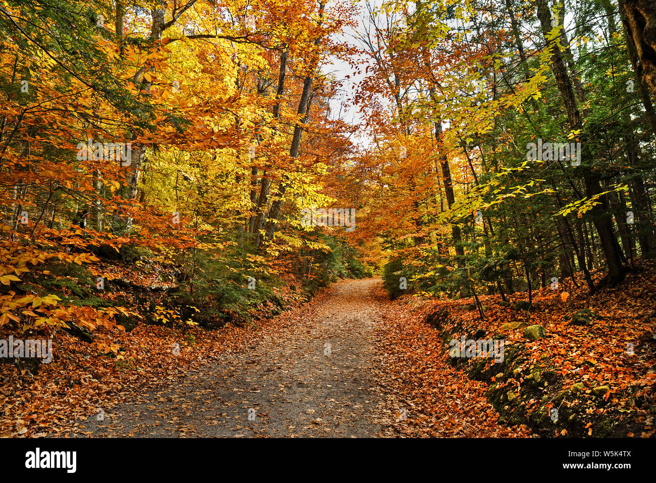 Fall colors in forest Stock Photo - Alamy