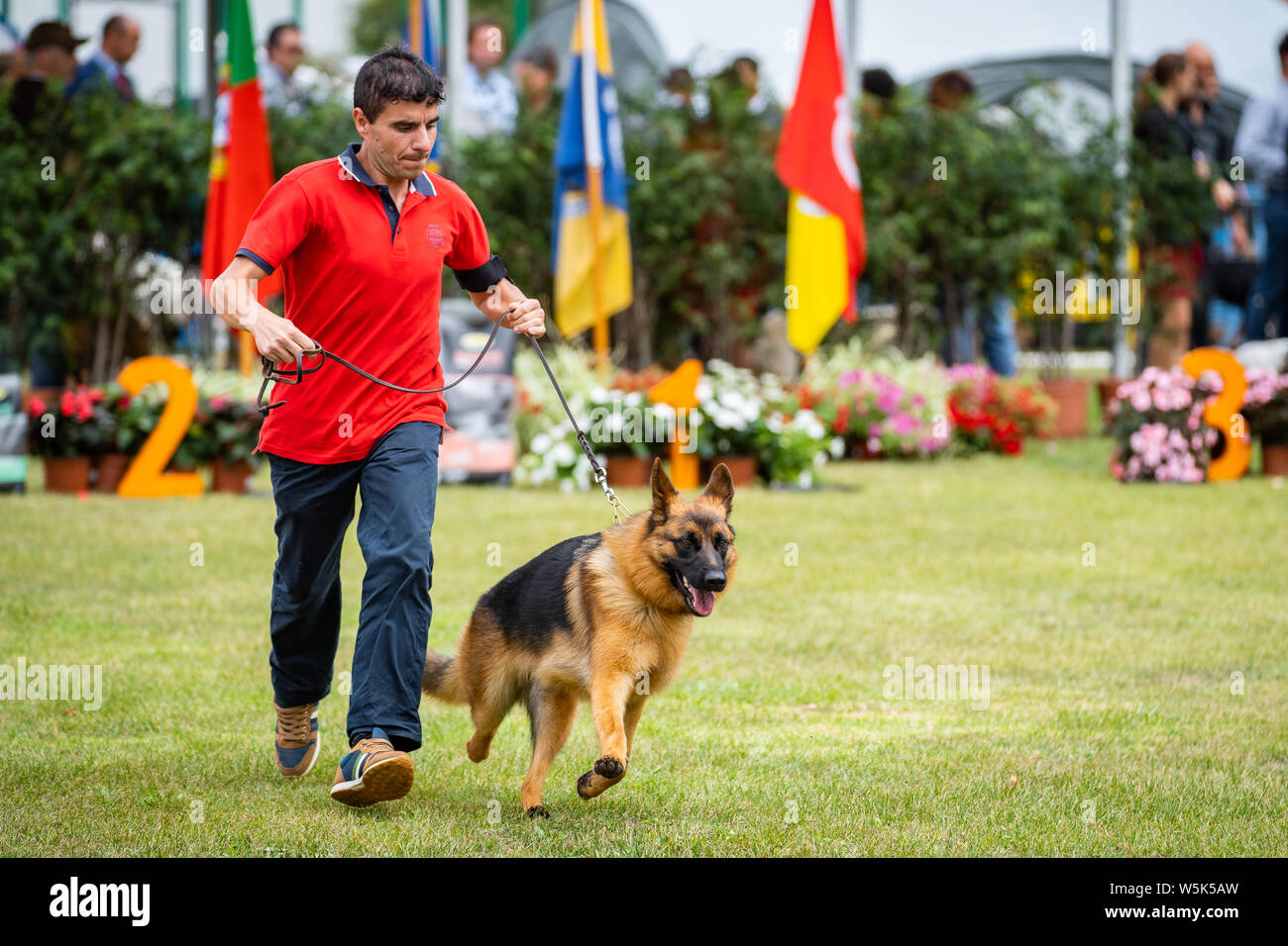German Shepherd in action during the 38th National Dog Show of Sintra ...