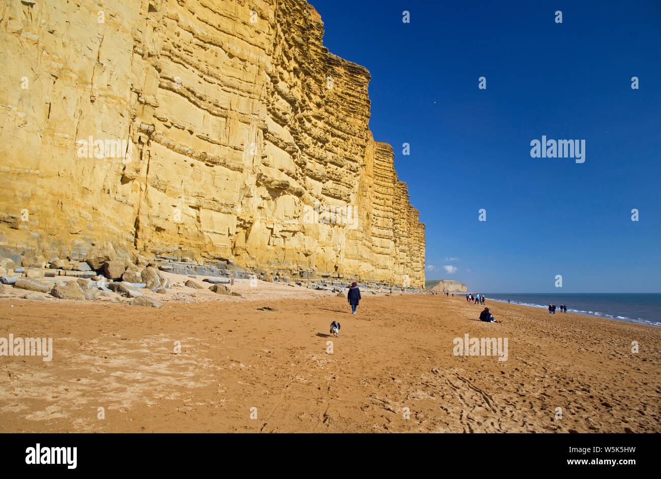 Golden Cliffs at Burton Bradstock, Dorset, England Stock Photo - Alamy