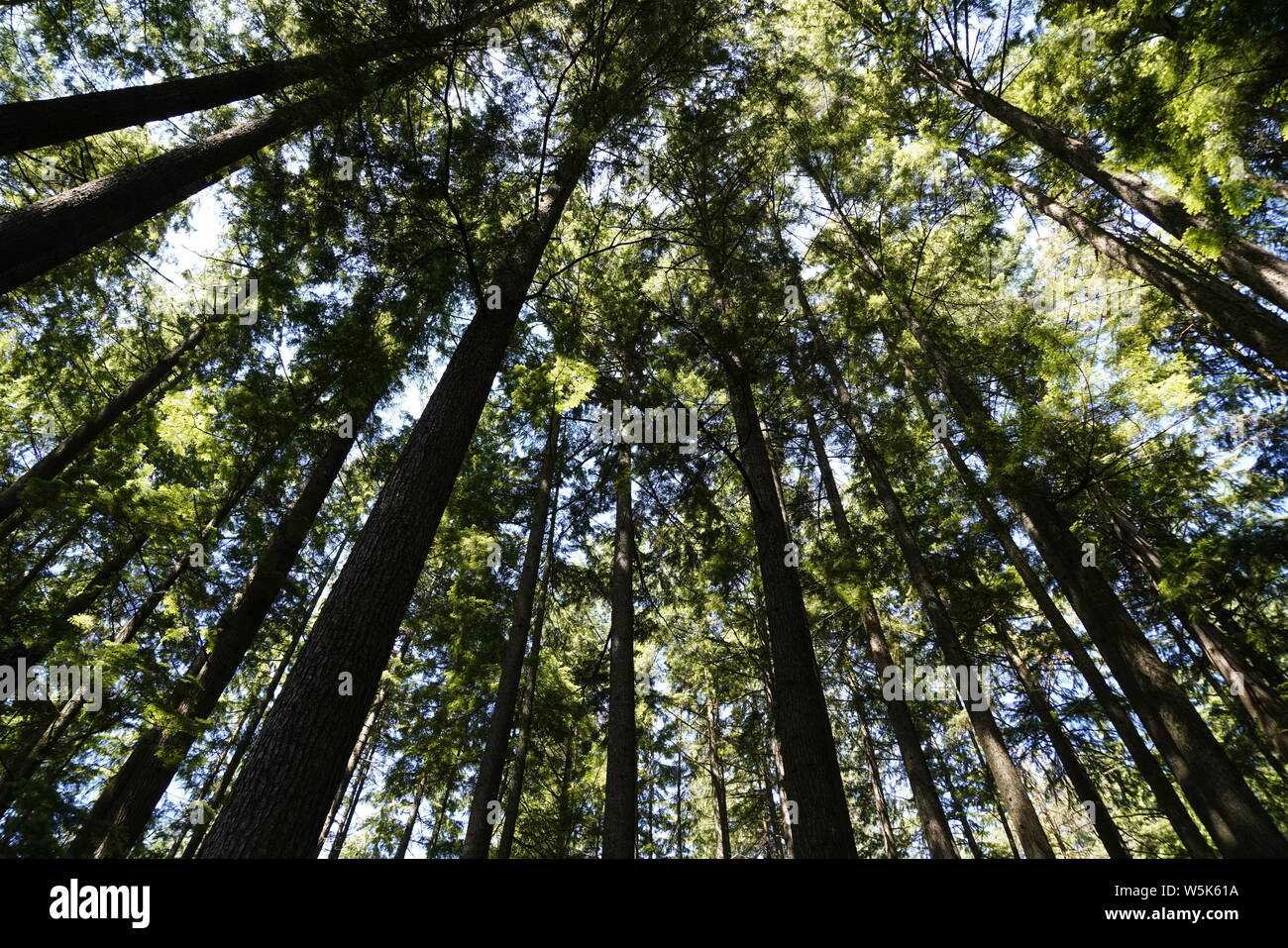 Tree Tops Glistening In The Sun Stock Photo - Alamy