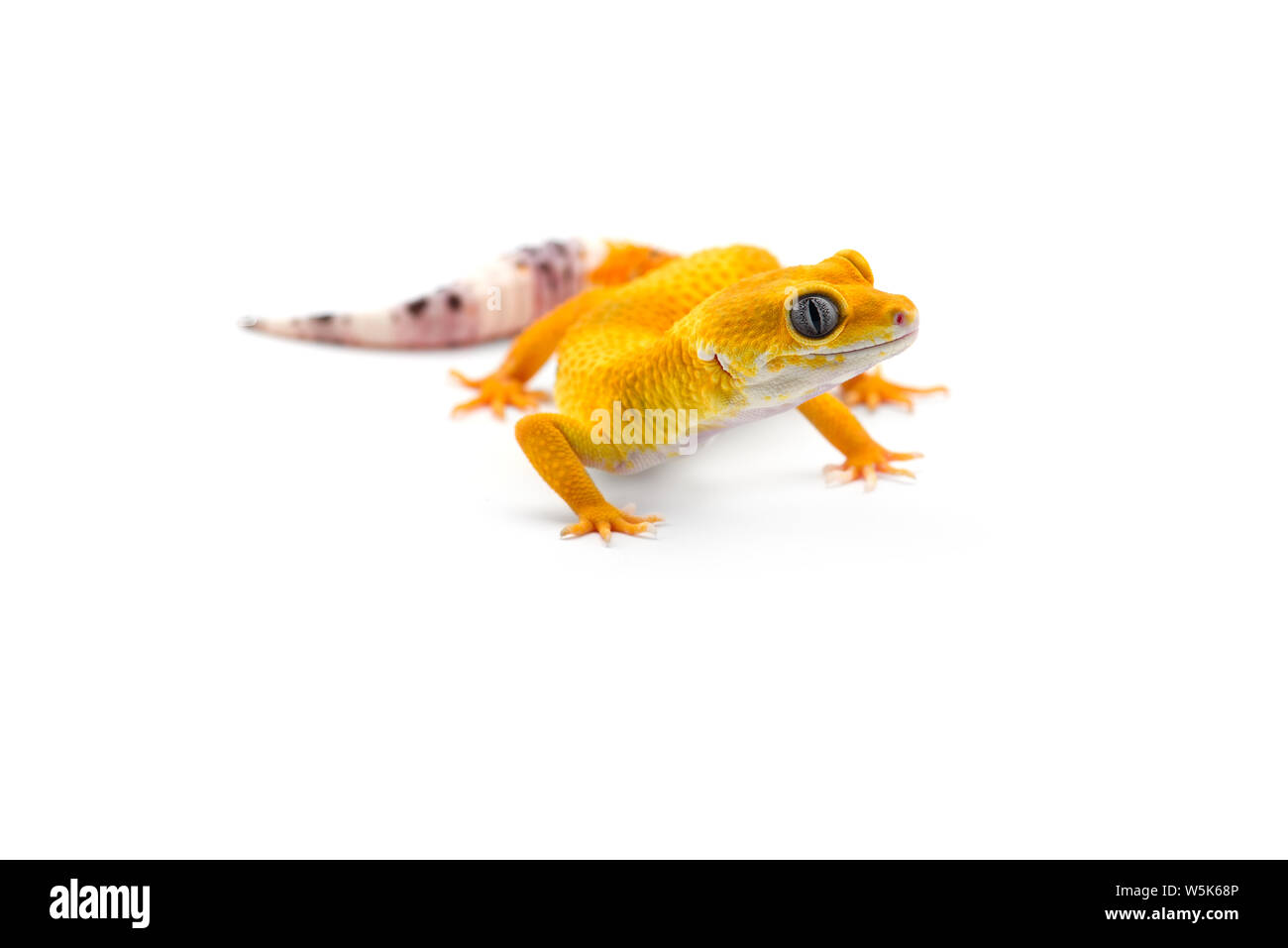 The common leopard gecko isolated on white background Stock Photo - Alamy