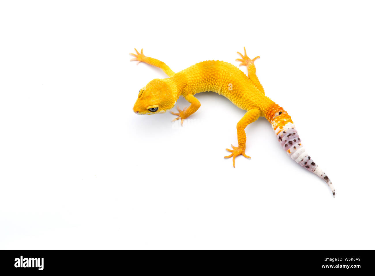 The common leopard gecko isolated on white background Stock Photo - Alamy