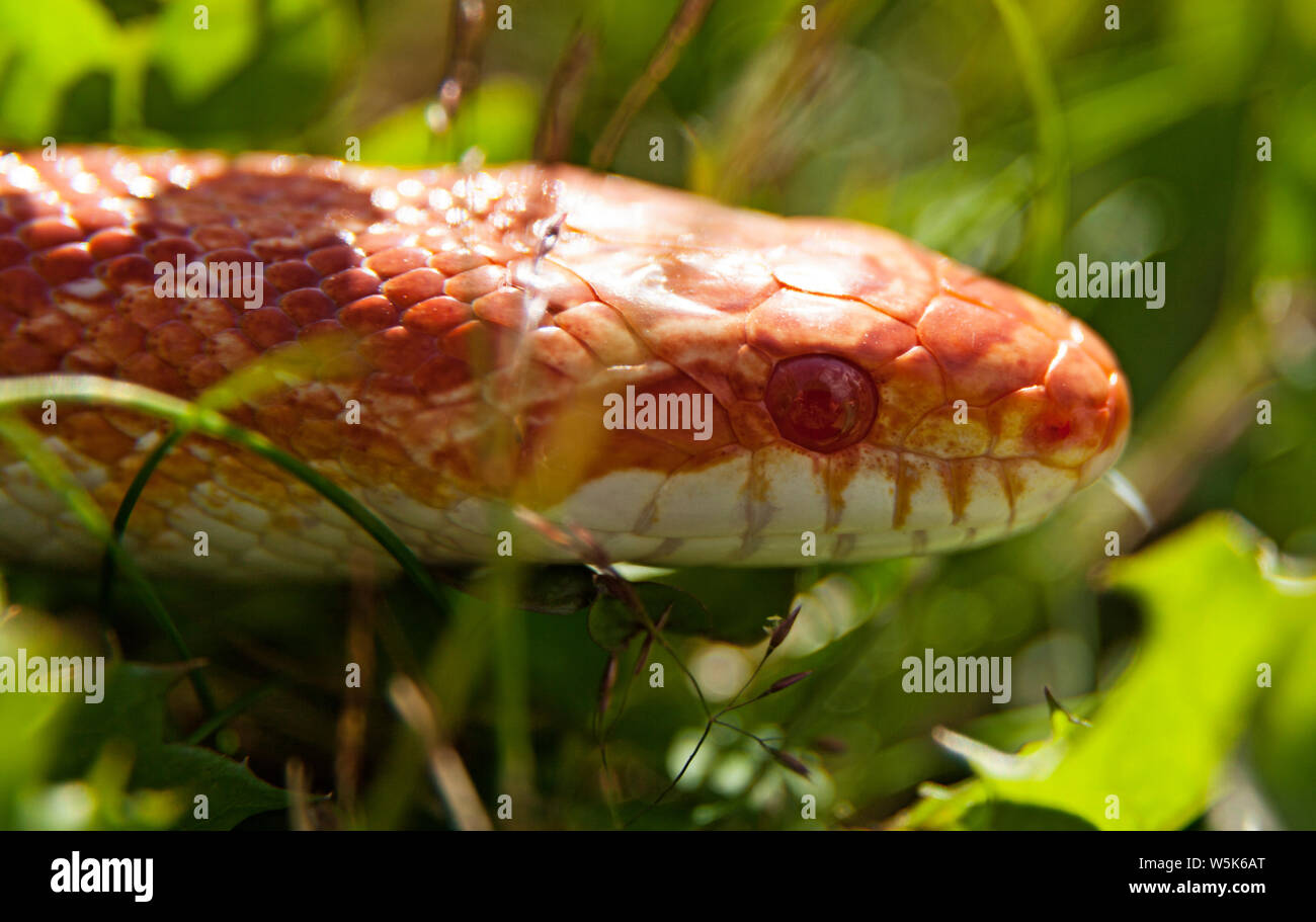 Cornsnake hi-res stock photography and images - Alamy