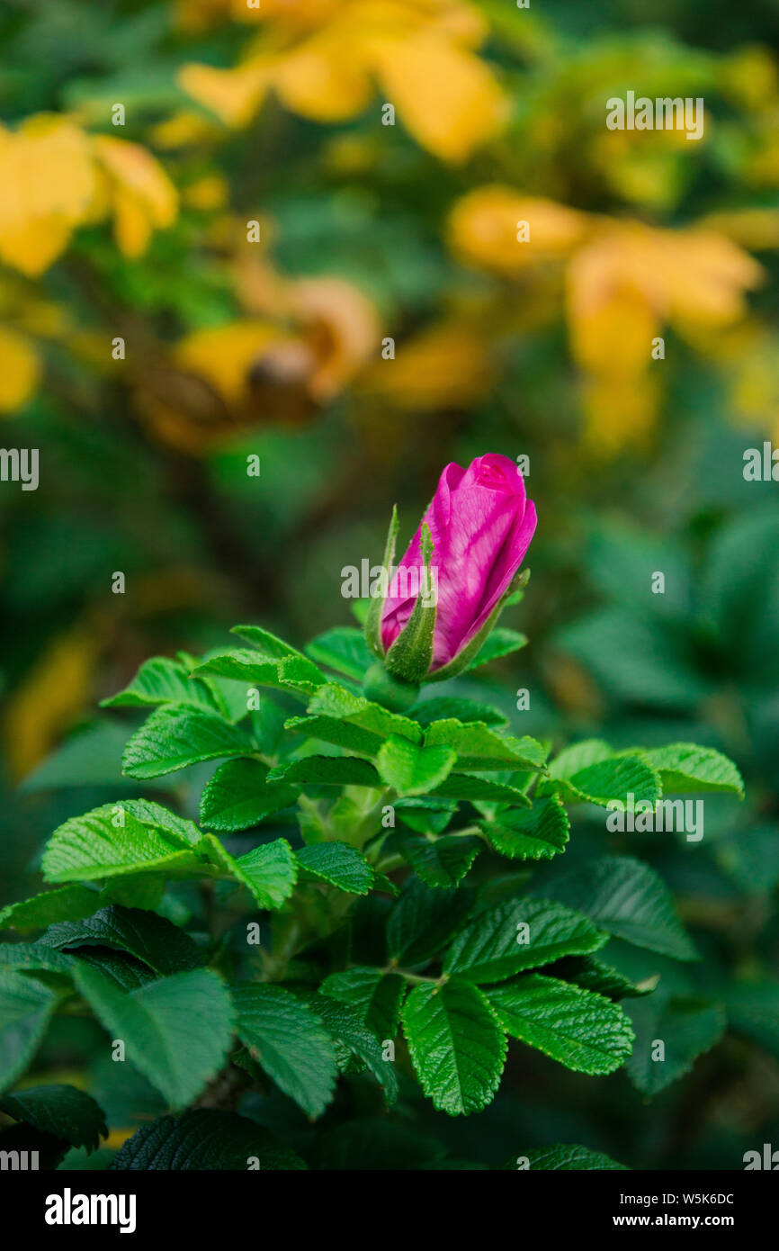 Watercolor drawing red rosebud leaves hi-res stock photography and ...